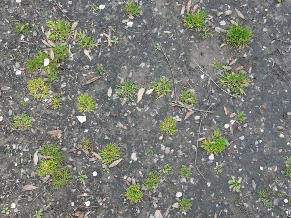 other grass texture 0035 - Texturelib